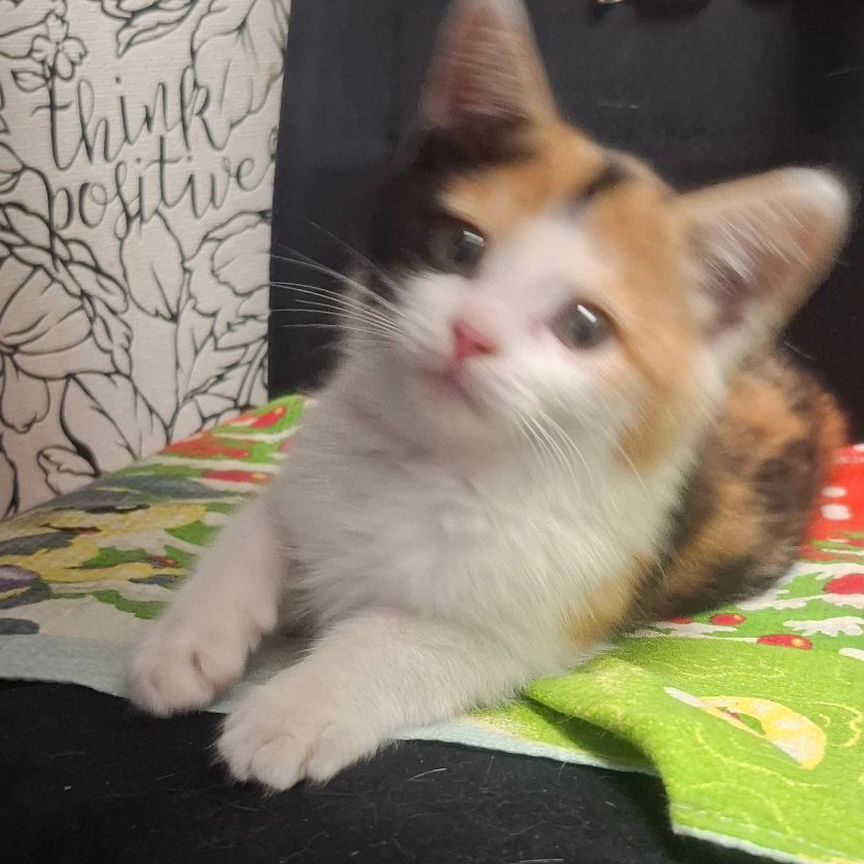 Котёнок в добрые руки