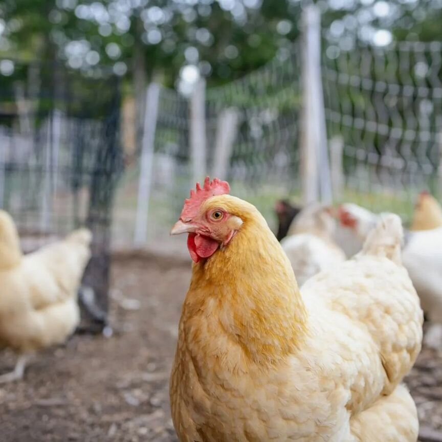 Куры несушки доставим сегодня