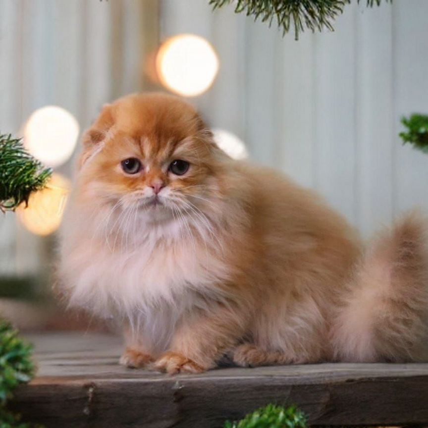 Котёнок золотая шиншилла мальчик