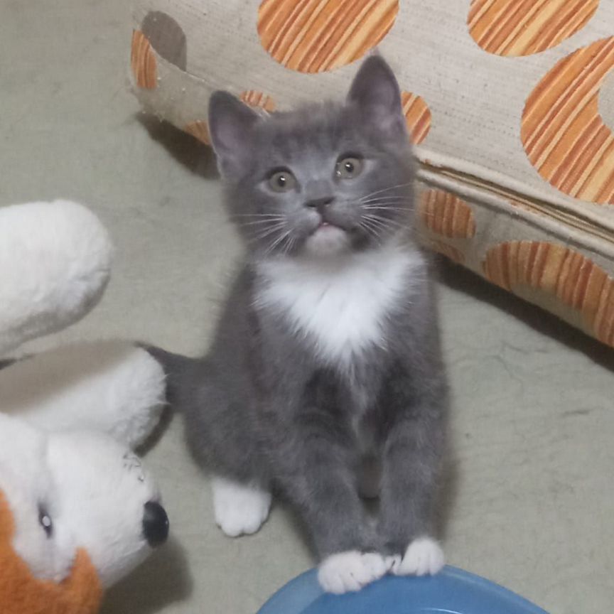 Котëнок в дар