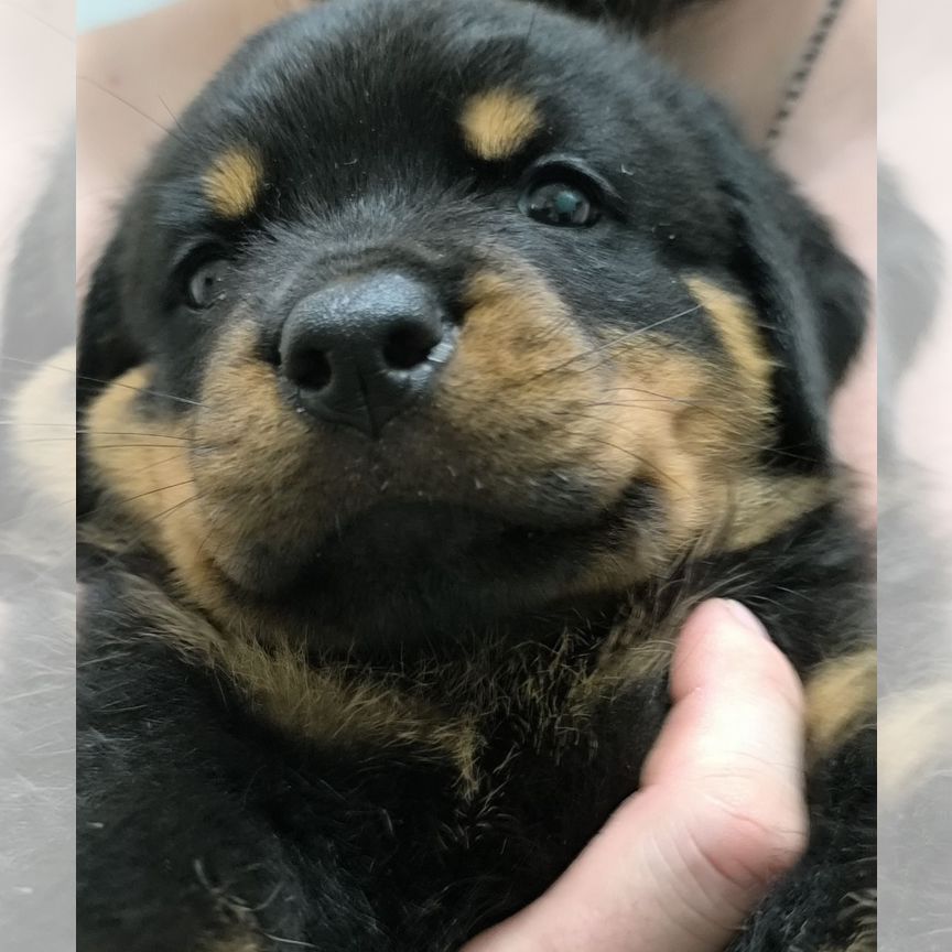 Ротвейлер, щенок