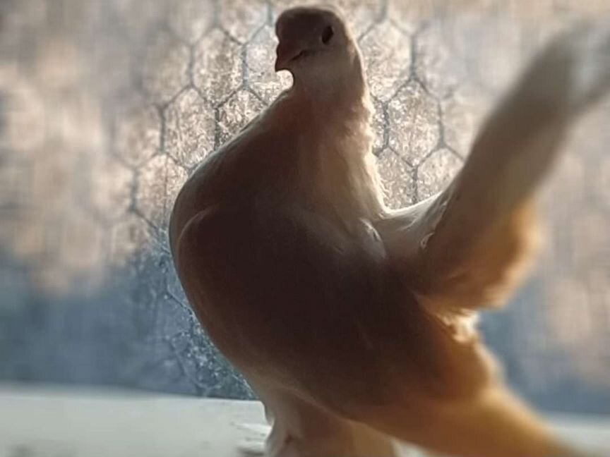 Продажа голубей статные