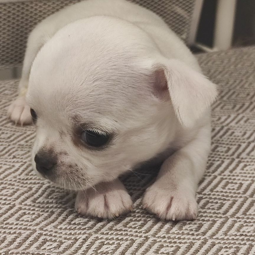 Щенки чихуахуа