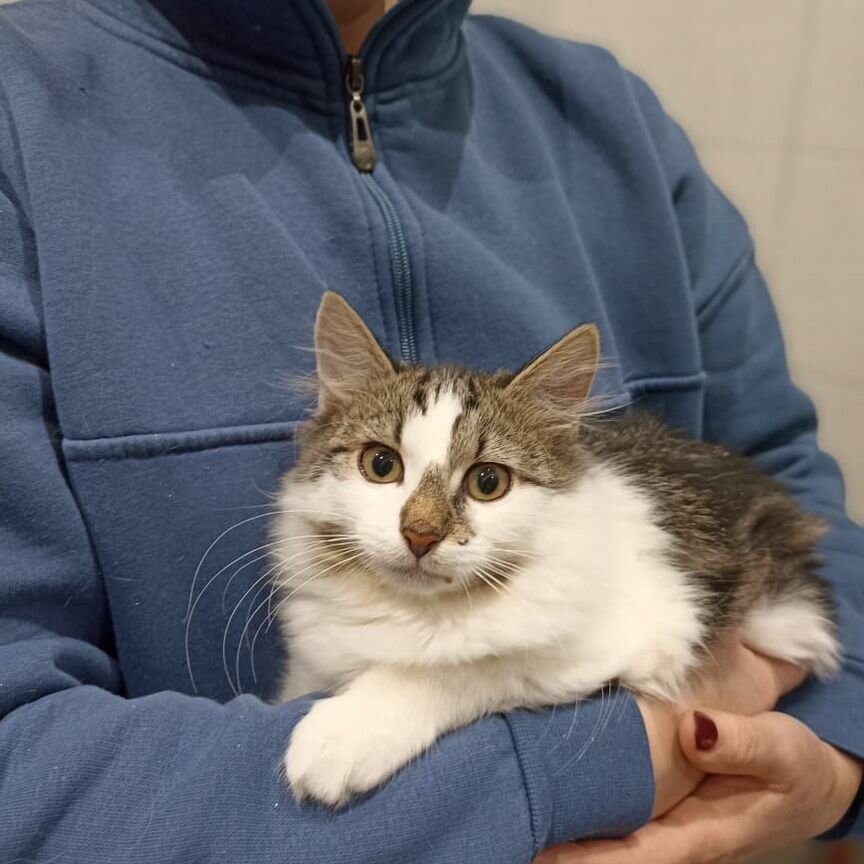 Кошечка 4,5 месяцев