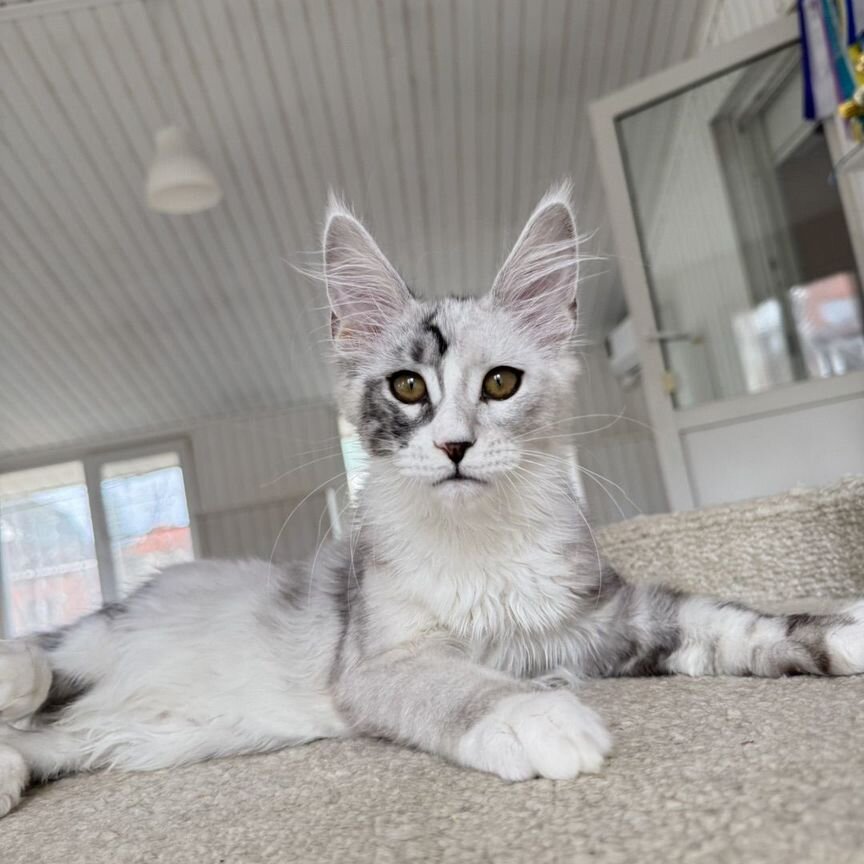Котенок в редком окрасе