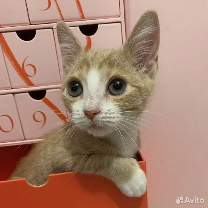 Грустный котенок