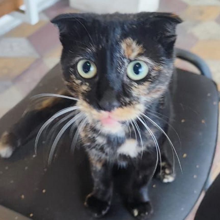 Кошечка космос