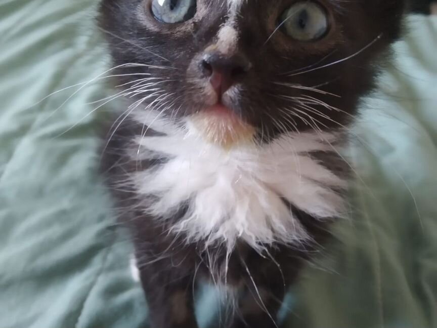 Котятя