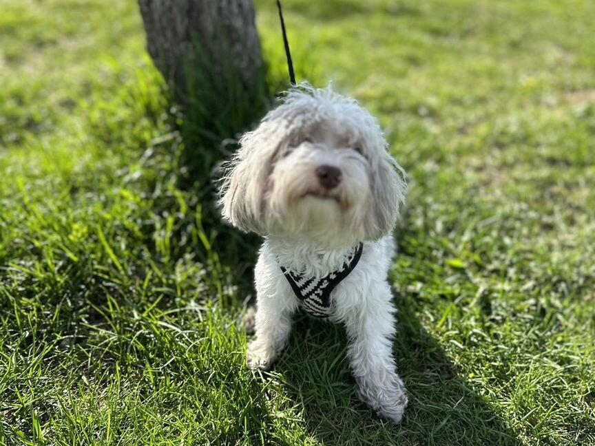 Мальтипу в добрые руки