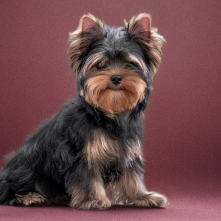 Йоркширский терьер