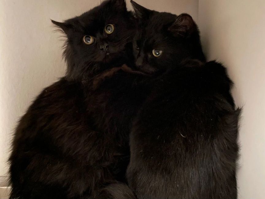 Черные котята