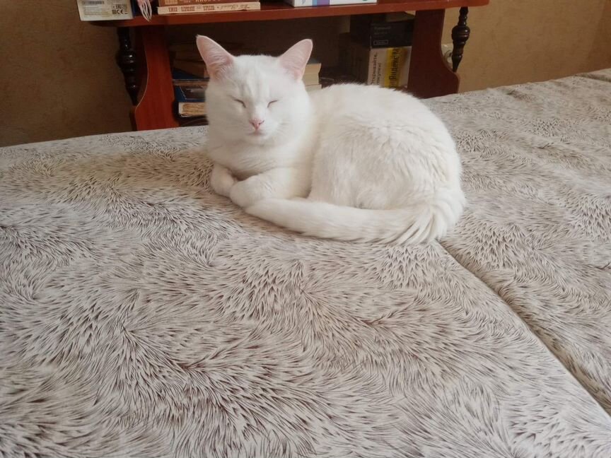 Кот