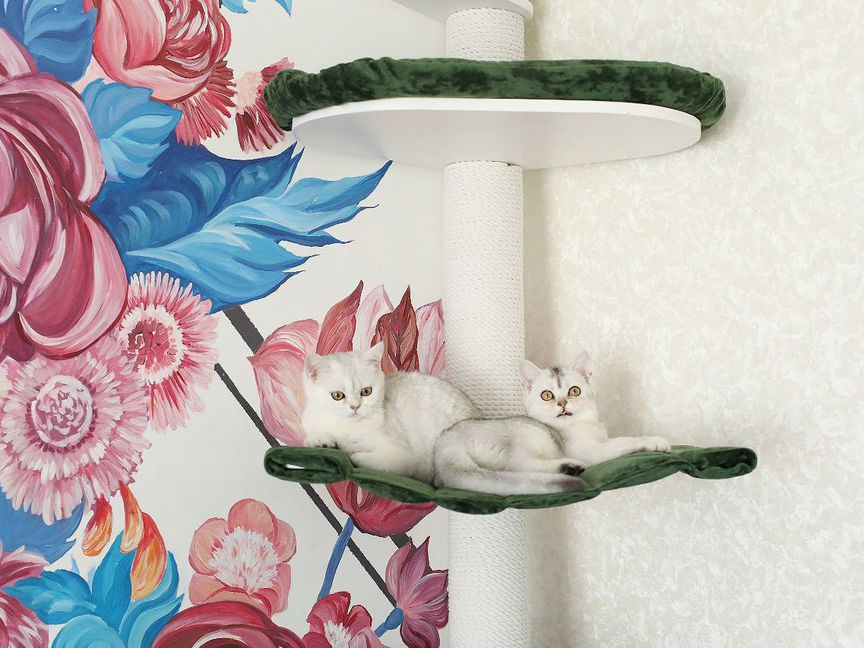 Шотландские котята скотиш страйт