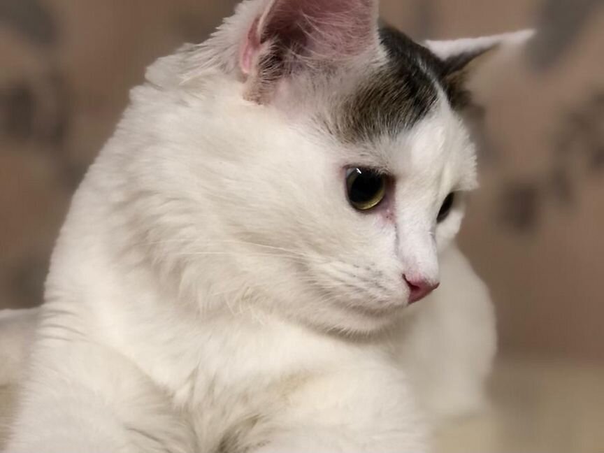 Кошка в дар бесплатно