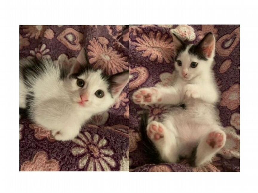 Отдам котят девочек