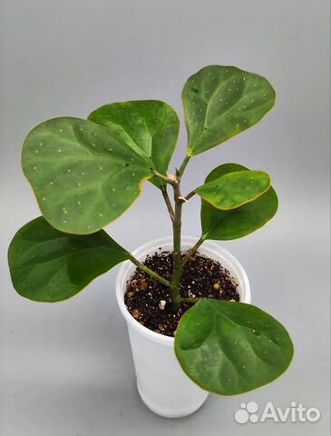 Ficus Deltoidea Golden Leaves / Фикус дельтовидный купить в ...