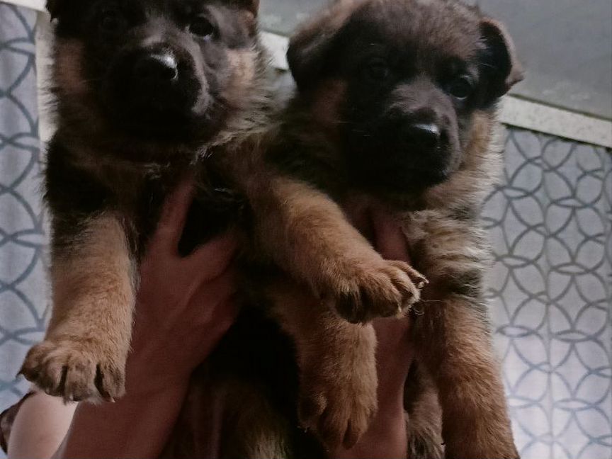 Немецкая овчарка