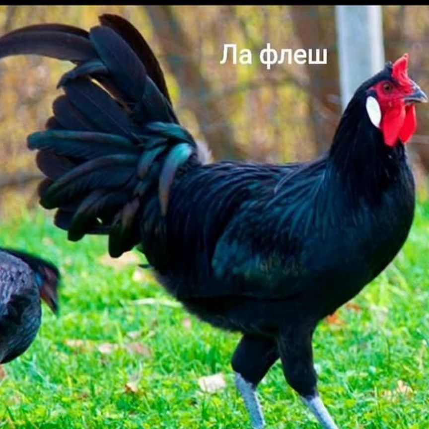 Куры домашние