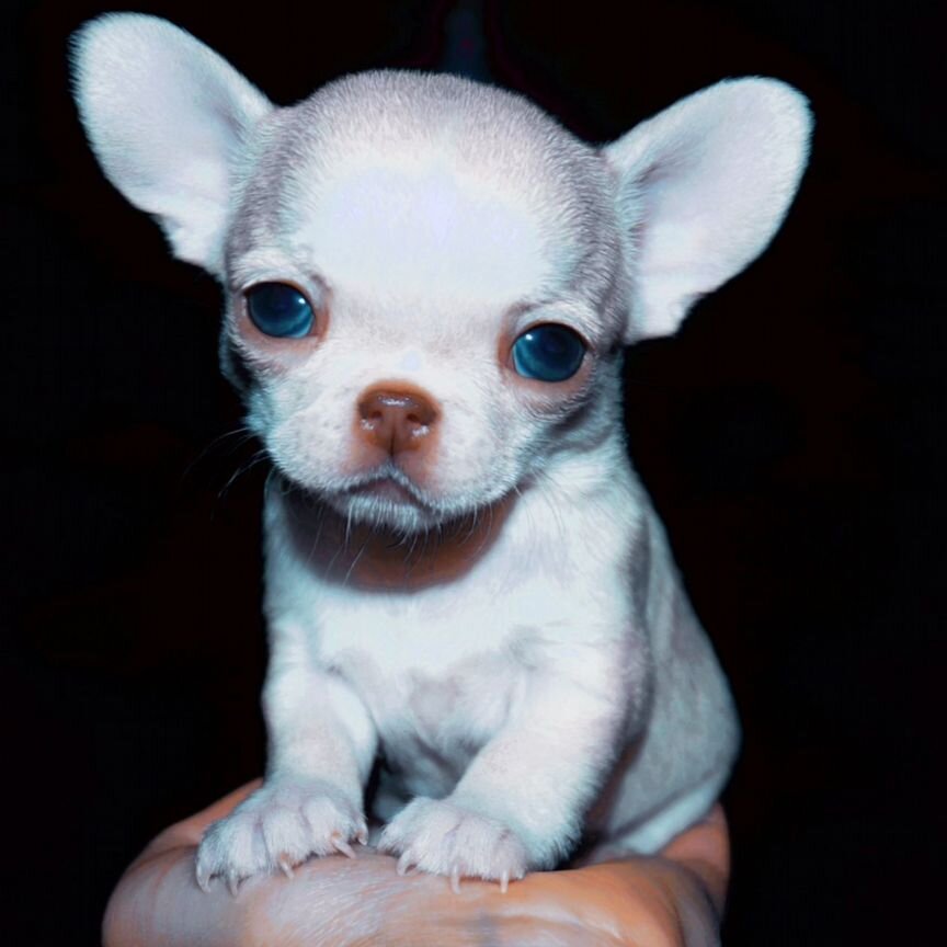 Чихуахуа шикарные детки