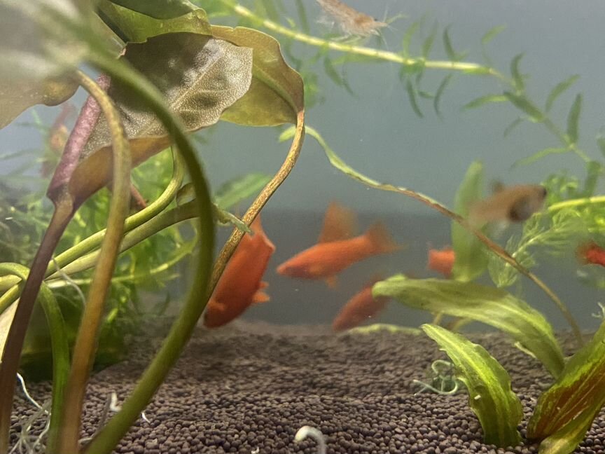 Рыба Меченосец