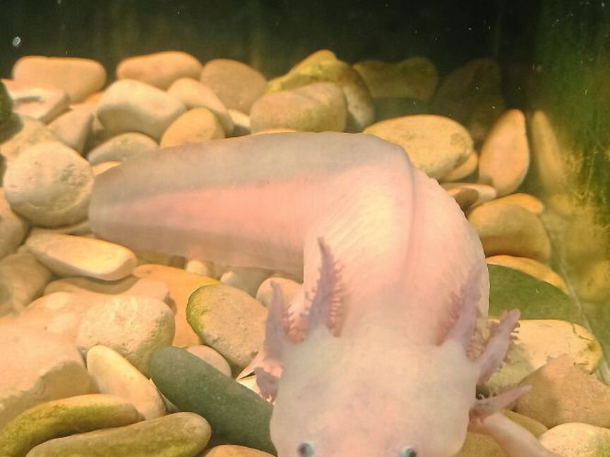 Аксолотль розовый
