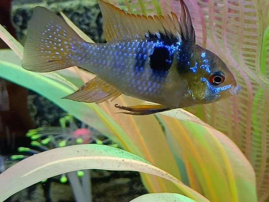 Рамирези классика самец