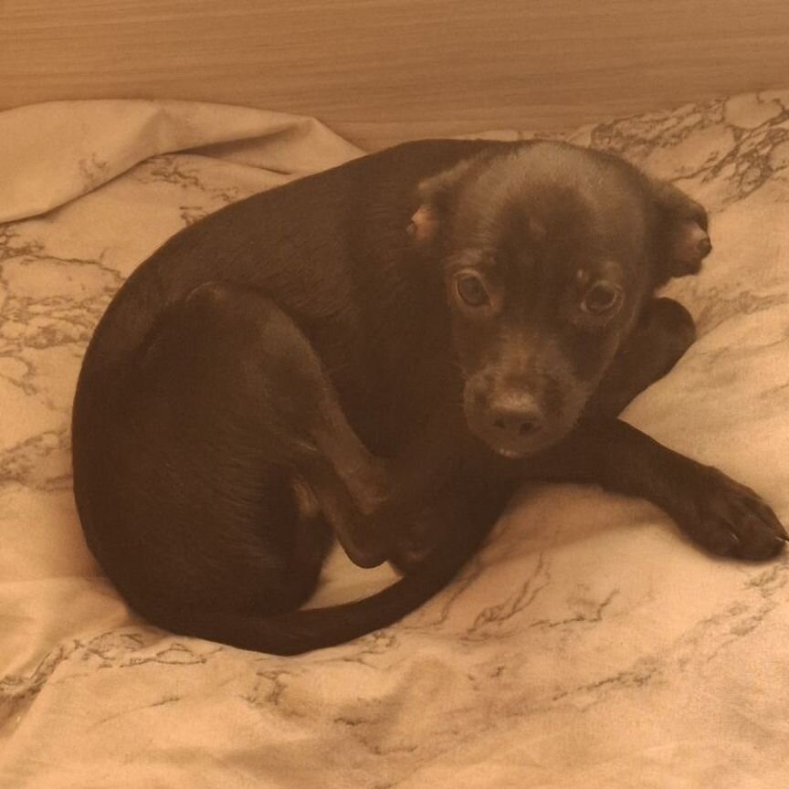 Русский той-терьер, щенок