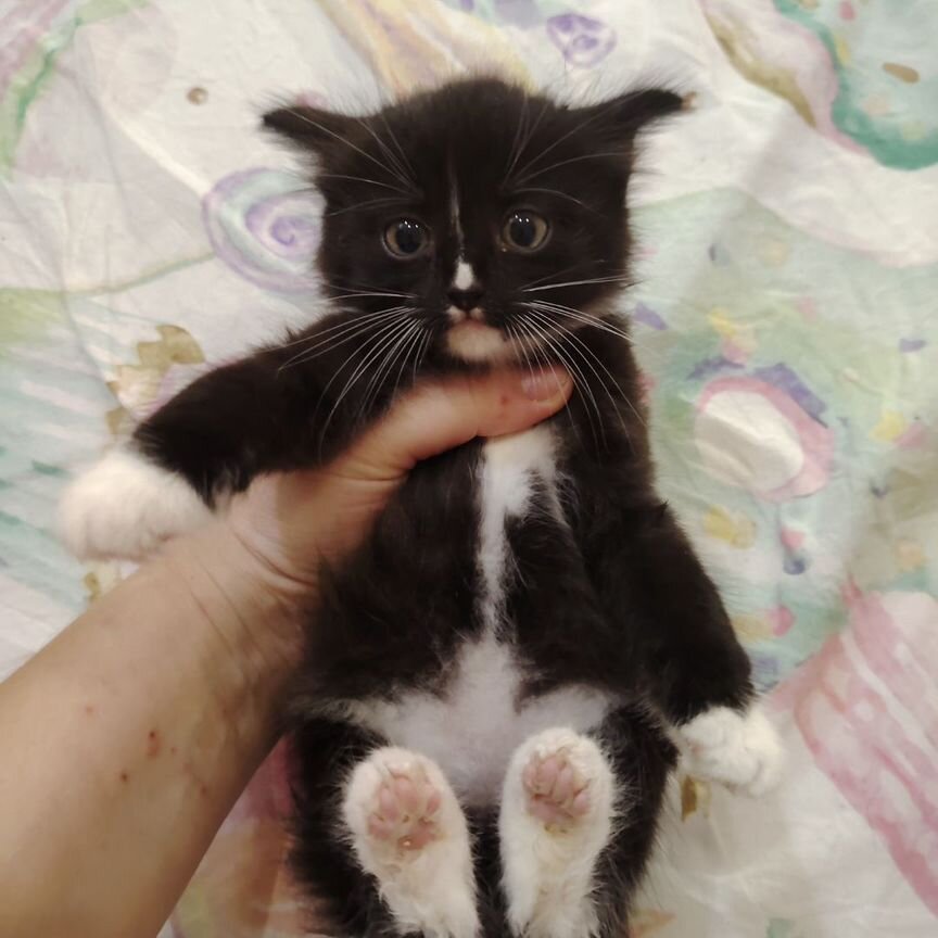 Котята в добрые руки бесплатно