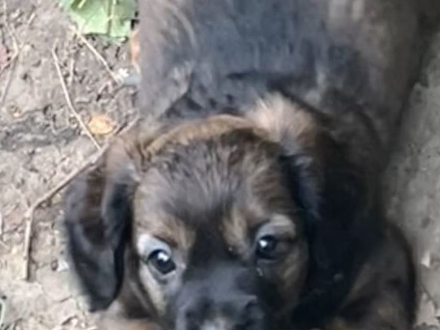 Брошенные щенки ищут добрые руки