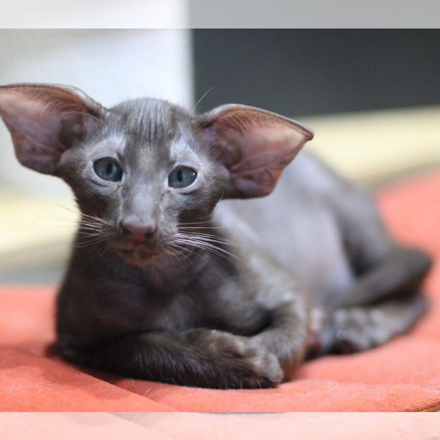 Ориентальный котёнок