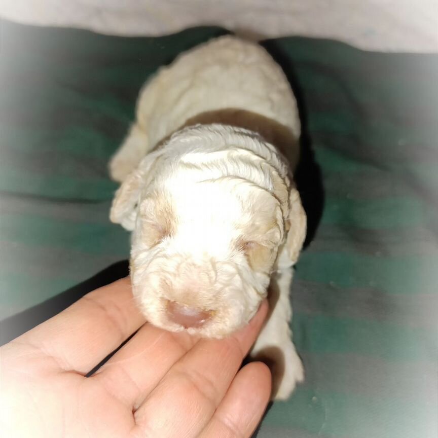 Щенки Итальянской водяной собаки