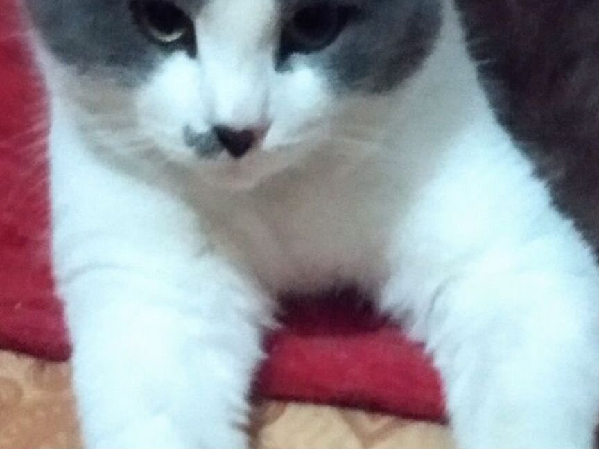Котята 8 мес
