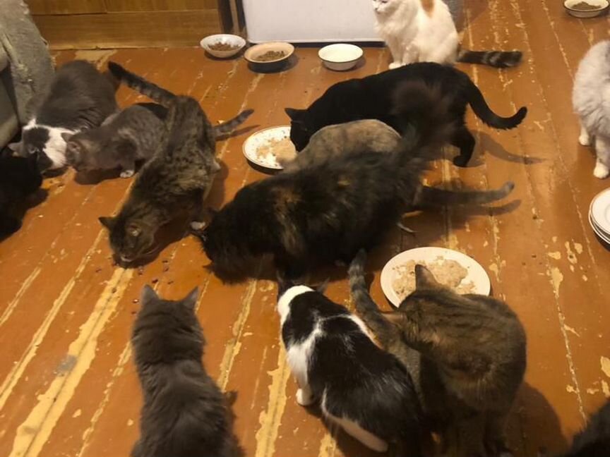 Кошкам нужен дом. Ситуация тяжелая