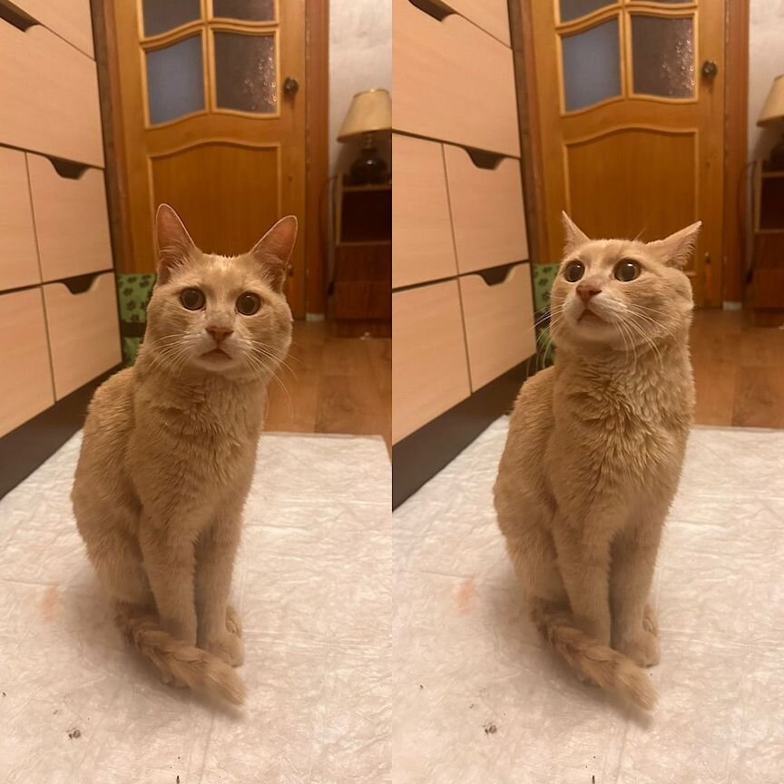 Котик Персей в семью