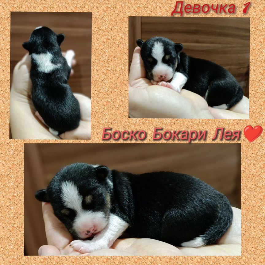 Щенки басенджи