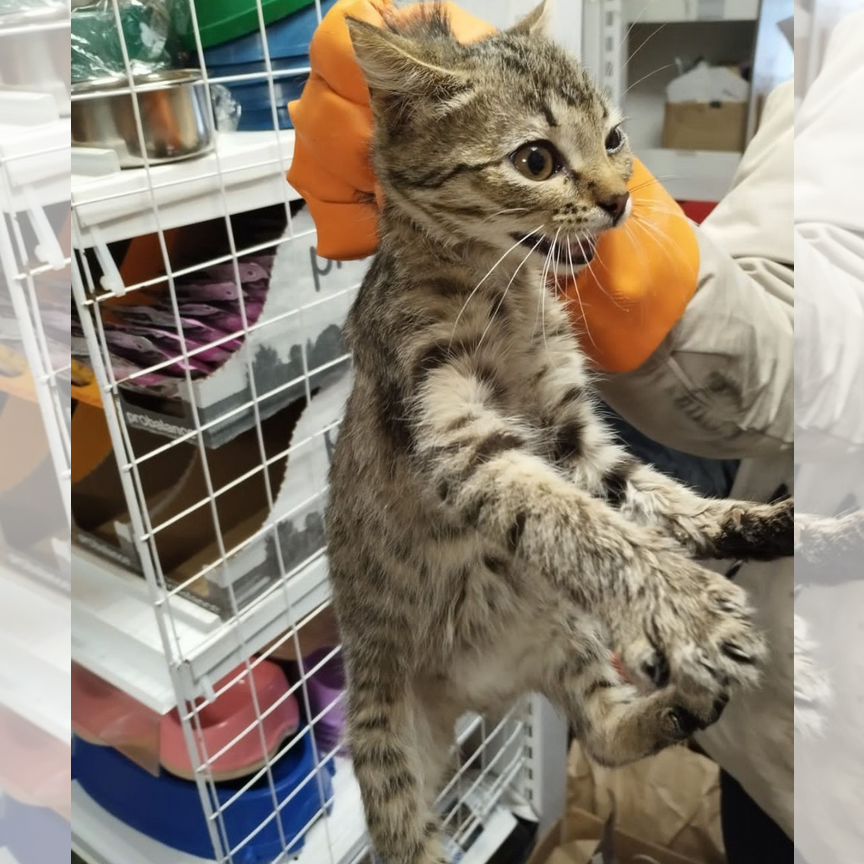 Котенок девочка бездомыш