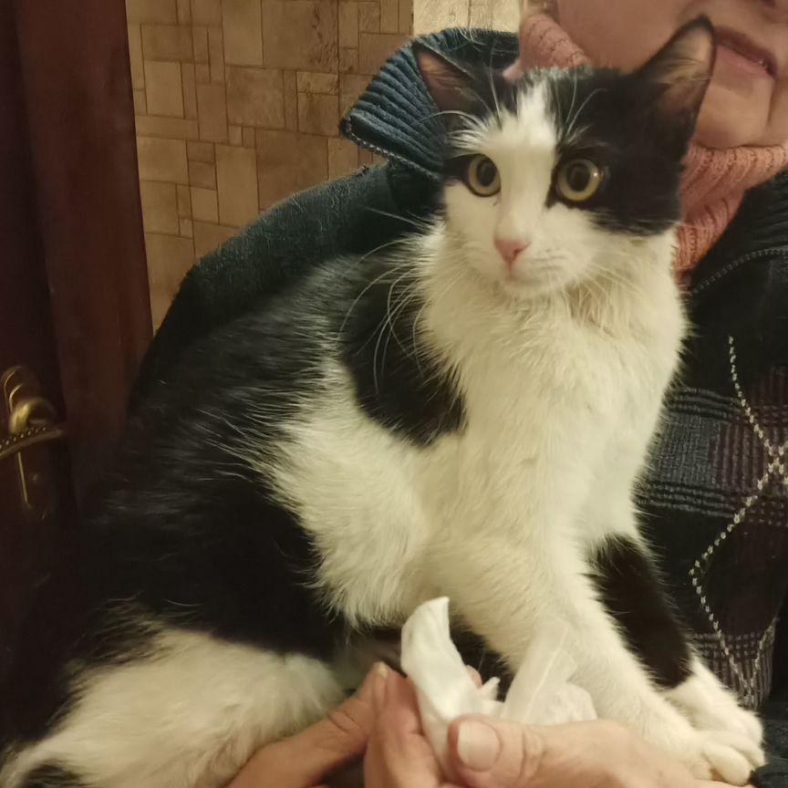 Кошечка подросток ласковая мурлыка