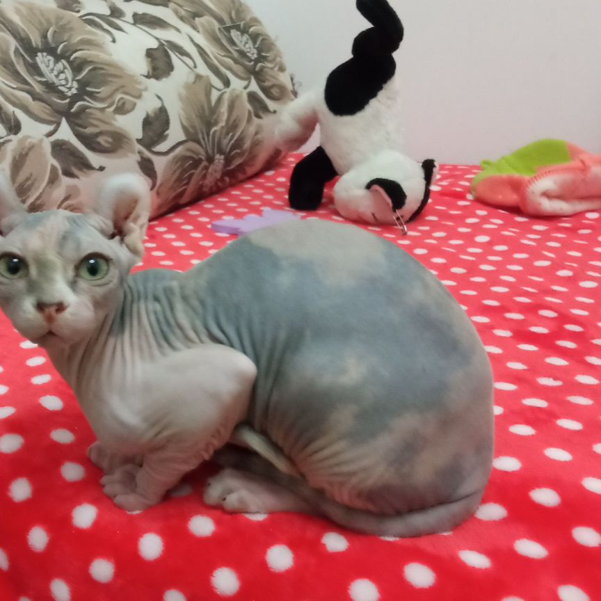 Котята сфинкс эльф
