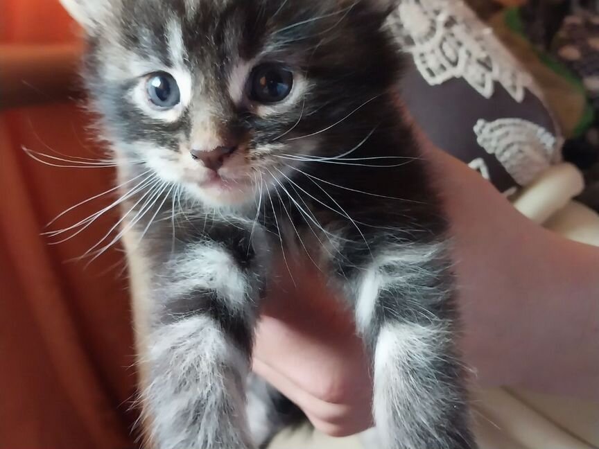 Отдам котят в добрые руки, мама мейкун