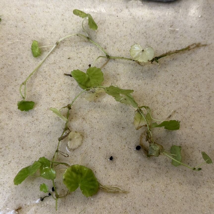 Прополка Аквариумная