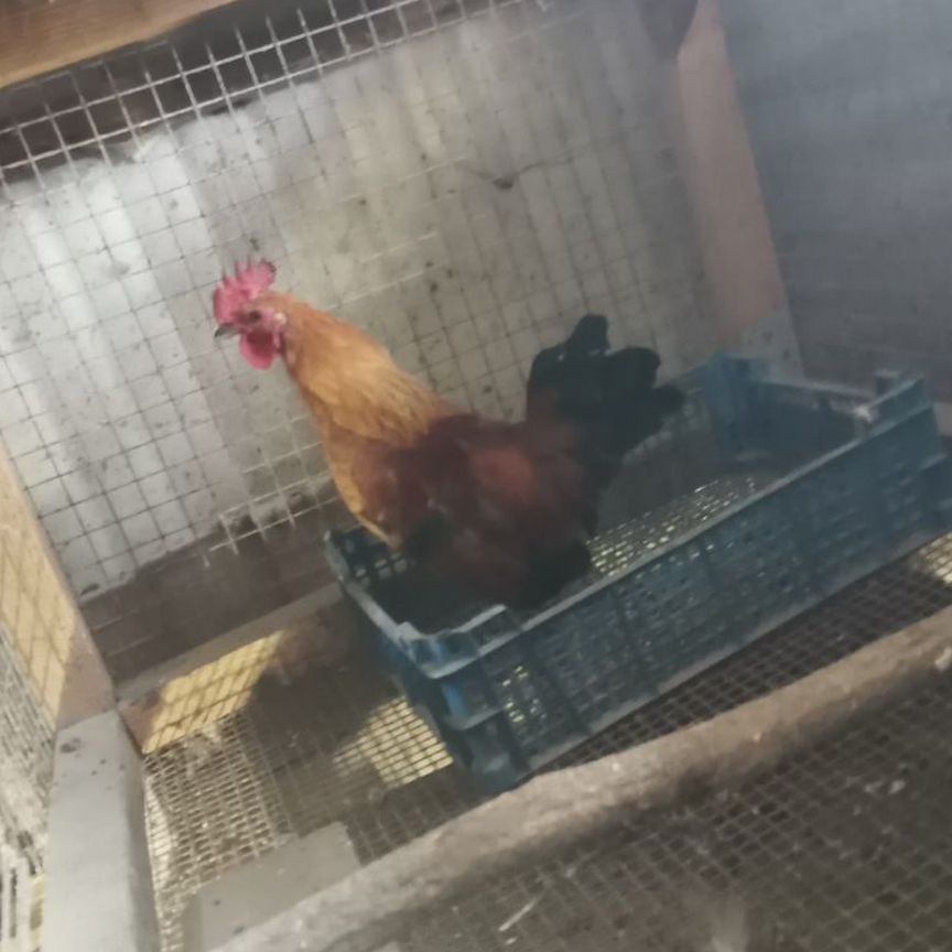 Петух Бентамка