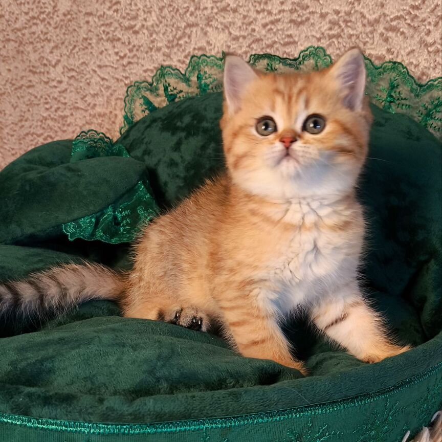 Шотландские котята
