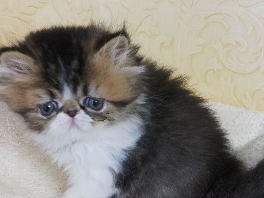 Персидская