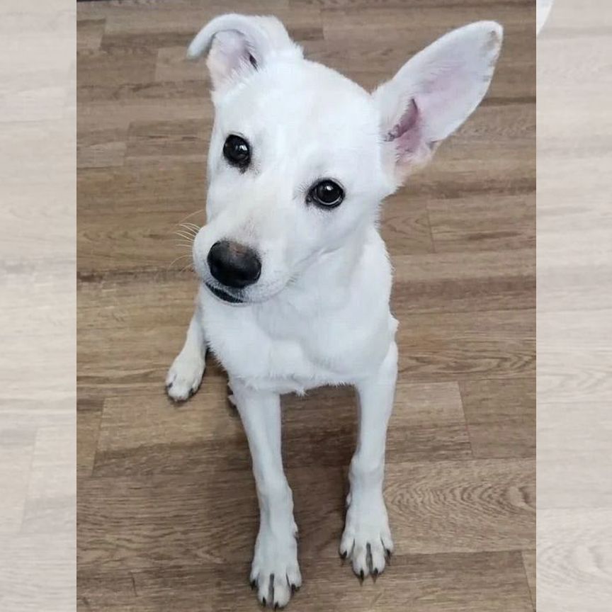 Щенок в добрые руки