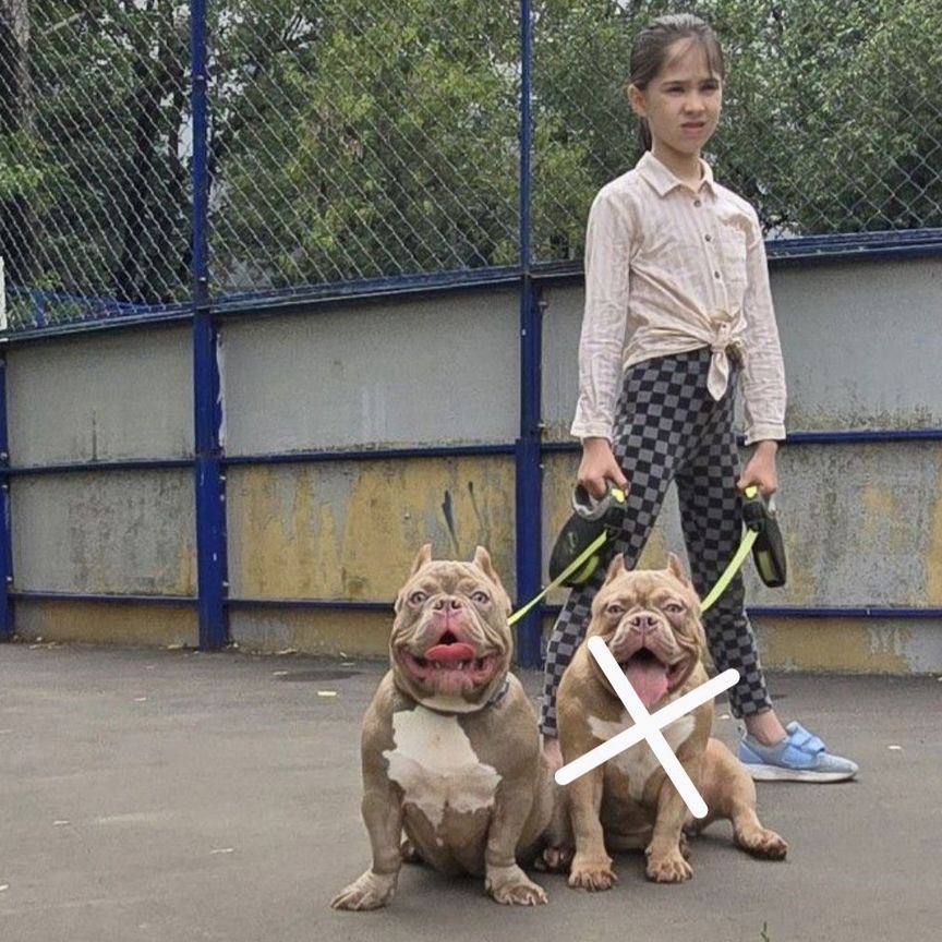 Щенок от частного владельца