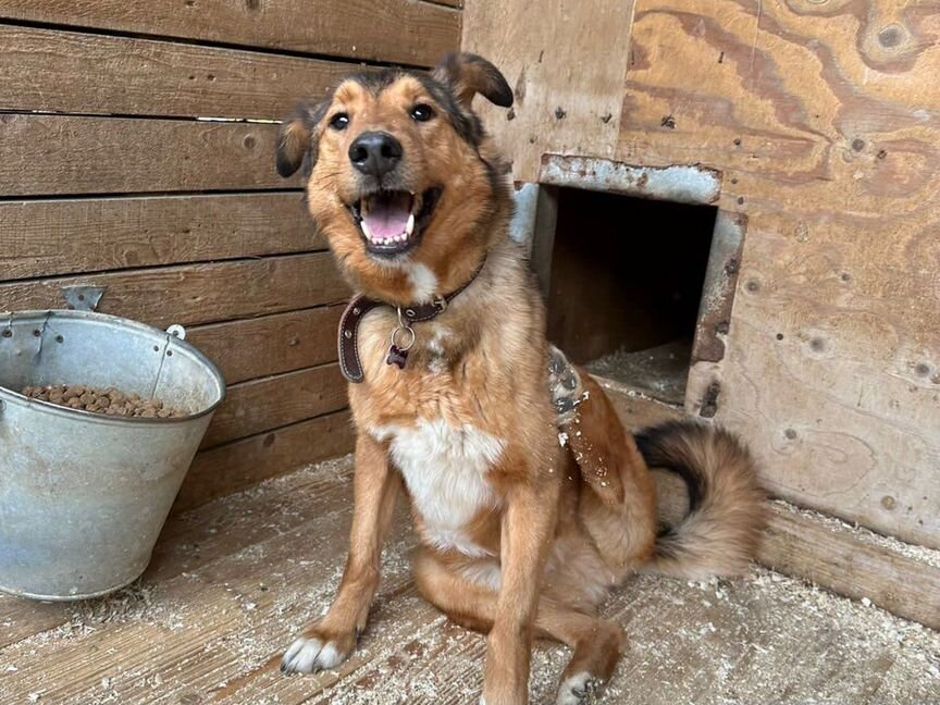 Собаке очень нужно в семью