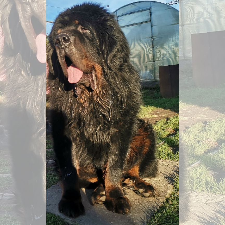 Тибетский мастиф, взрослый пёс