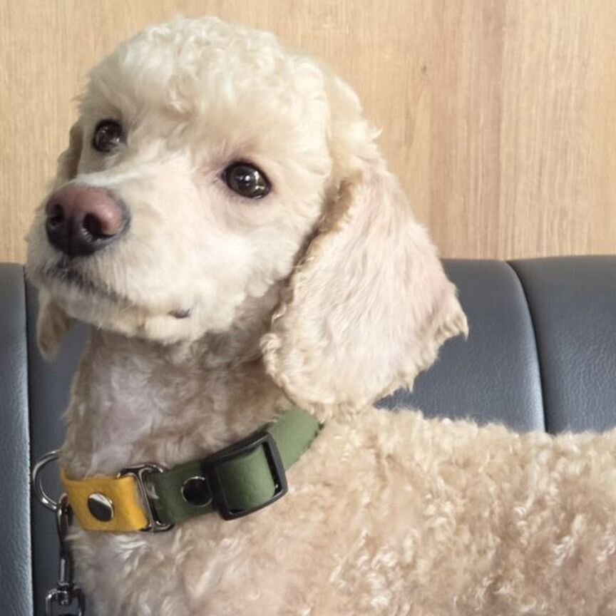 Карликовый пудель, взрослый пёс