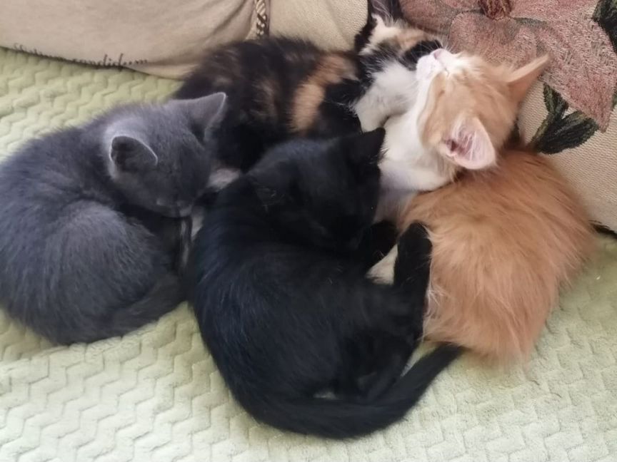 Котята в добрые руки бесплатно 1 мальчик 3 девочки