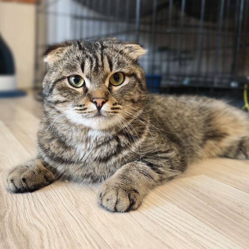 Взрослый кот в добрые руки